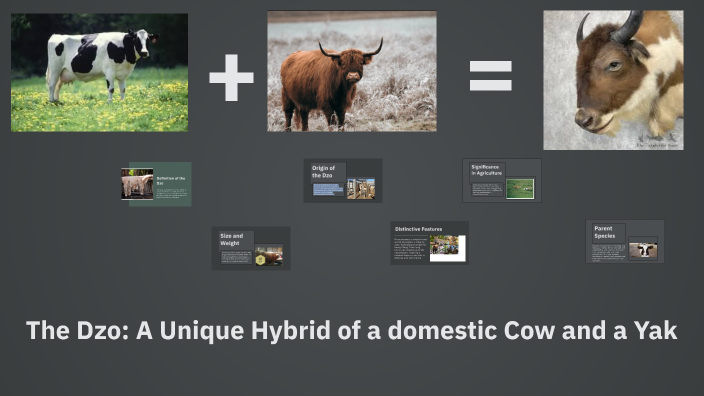 Hybird animal the dzo, a domestic cow and yak mixed by Augustus ...