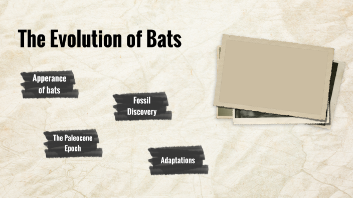 The evolution of bats by Valeria Tique on Prezi
