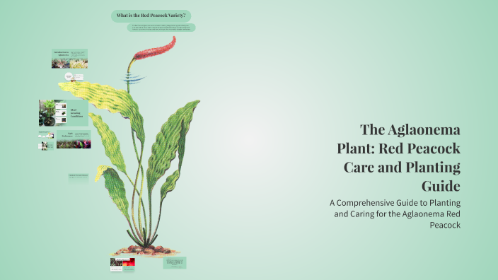 The Aglaonema Plant: Red Peacock Care and Planting Guide by Agil ...