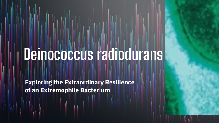 Deinococcus radiodurans by Dimitrios Koutsidis on Prezi