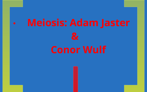 Meiosis by Adam Jaster and Conor Wulf by adam jaster on Prezi