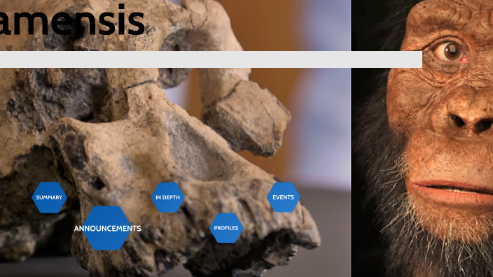 Australopithecus Anamensis by Ian Hilbe Prado on Prezi