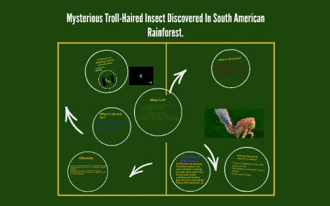 Mysterious Troll-Haired Insect Discovered In South American by kareem ...