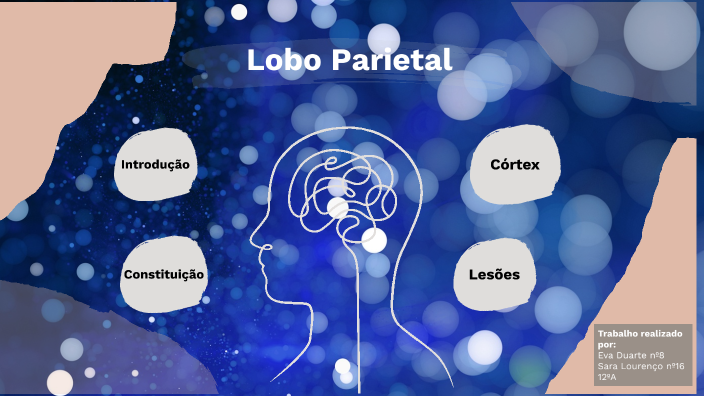 Lobo Parietal by Sara Lourenço on Prezi