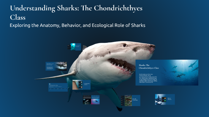 Understanding Sharks: The Chondrichthyes Class by MATEO FERNANDO ...