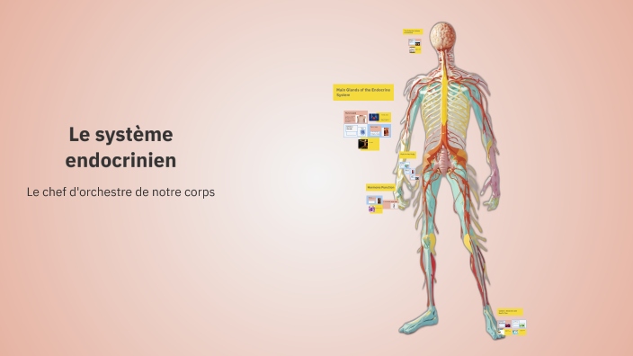 Le système endocrinien by anass on Prezi