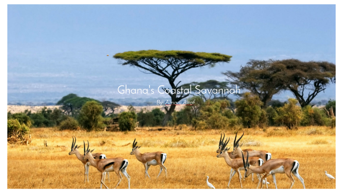 Ecosystems: Ghana's Coastal Savannah by Amani Altaf on Prezi