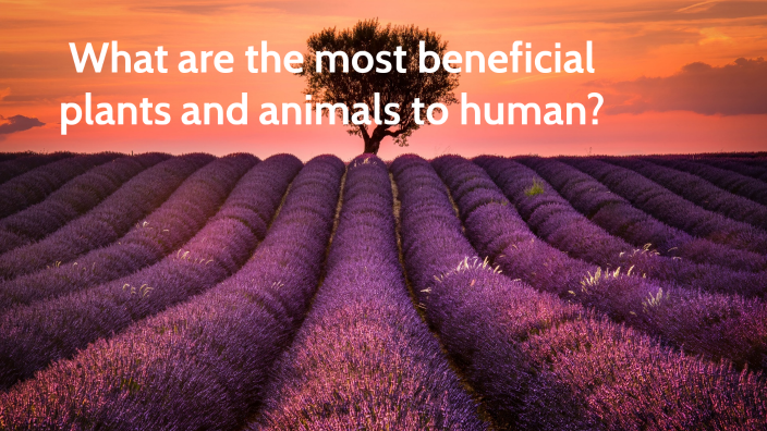 . What are the most beneficial plants and animals to human? by Thái ...