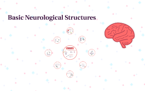 Basic Neurological Structures by E H on Prezi