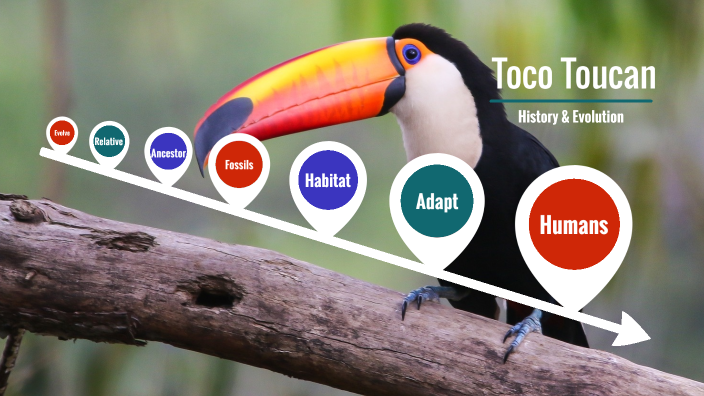 Toco Toucan Timeline by Preda Blurr on Prezi