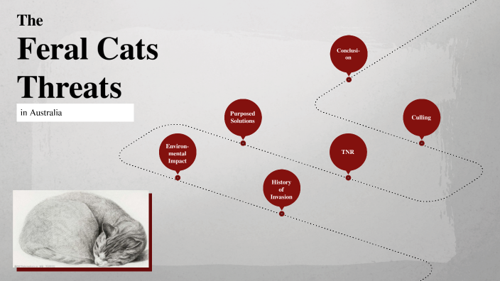 Feral Cat problem in Australia by Lacus Li on Prezi