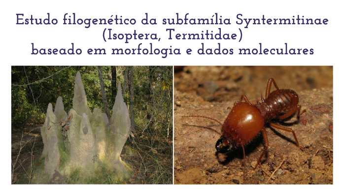 Estudo filogenético da subfamília Syntermitinae (Isoptera, Termitidae ...
