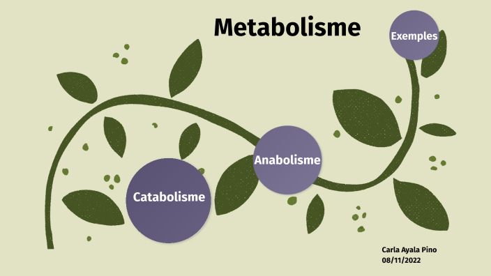 Metabolisme by Carla Ayala on Prezi