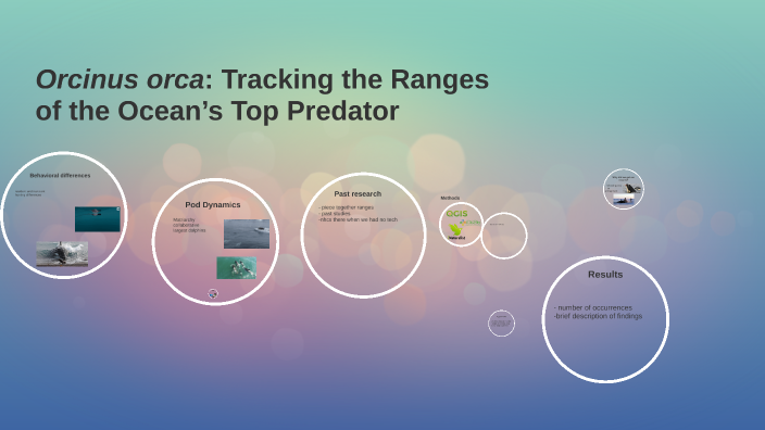 Orcinus orca: Tracking the Ranges of the Ocean’s Top Predator by Hannah ...