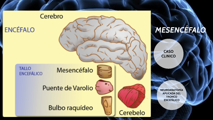 mesencefalo by fernando condori on Prezi