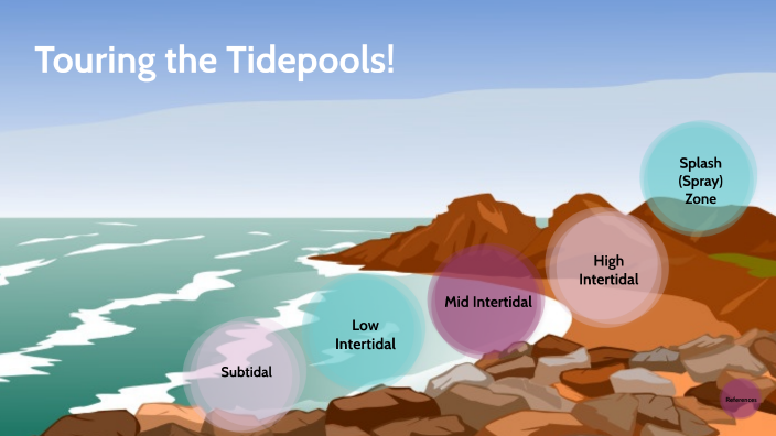 Prezi Presentation Teaching Young Children about the Rocky Intertidal ...