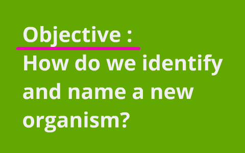 dichotomous key by Aaron Hutter on Prezi