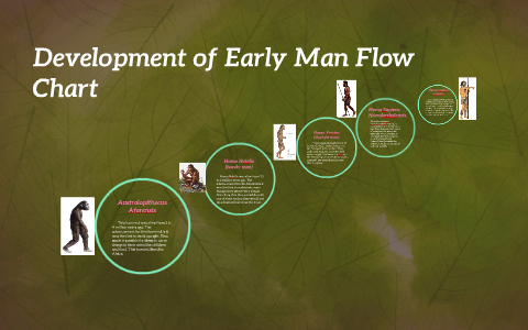 Development of Early Man Flowchart by Aislinn Small on Prezi