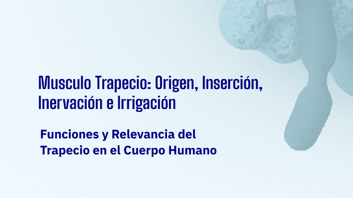 Musculo Trapecio: Origen, Inserción, Inervación e Irrigación by Yeison ...