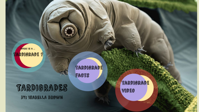 tardigrade prezi by Nicole McKenzie on Prezi