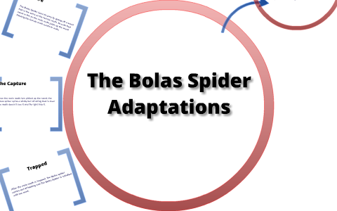 The Bolas Spider Adaptations by Sarah Romano on Prezi