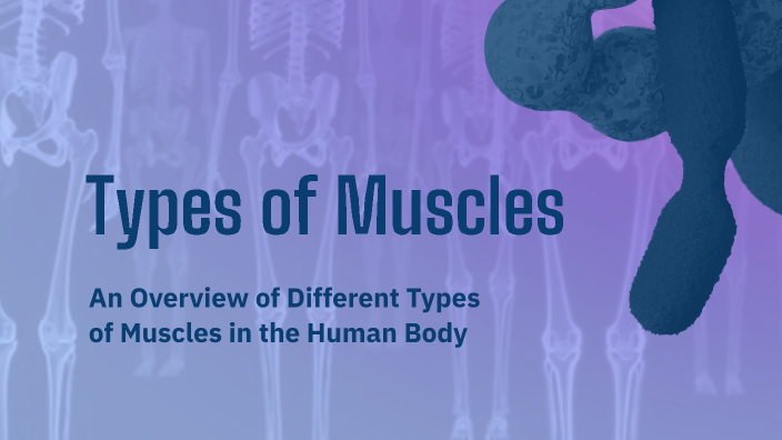 Types of Muscles by nayelli miranda on Prezi