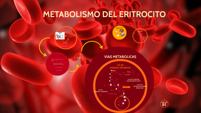 METABOLISMO DEL ERITROCITO by tania faviola díaz cruz on Prezi