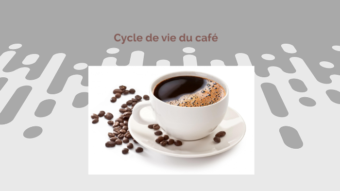 cycle de Vie du café by Alicia Patry on Prezi