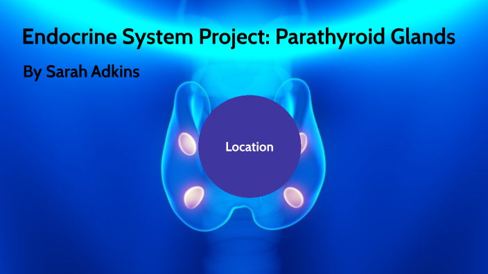Endocrine System Project - Parathyroid gland by Sarah Adkins on Prezi