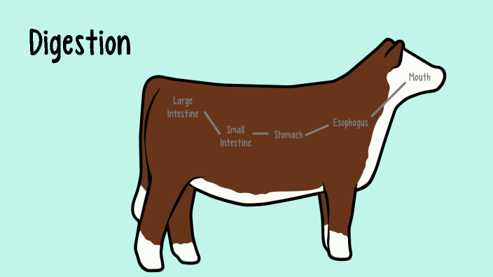 Ruminant vs Monogastric Digestion by Aryiah Burnett on Prezi