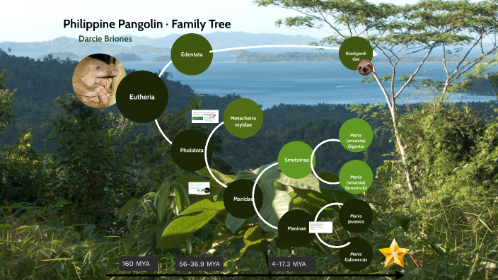 Darcie Briones - Philippine Pangolin Evolution Proj. by Darcie Lianne ...
