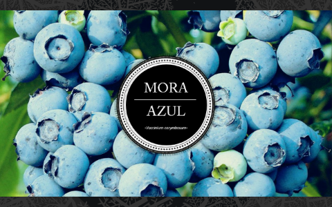 Mora Azul "Blueberry" by Marcos Alexander Colonia Ramirez