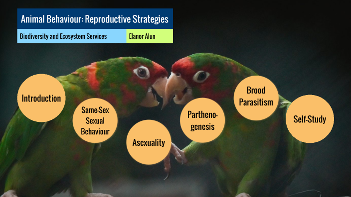 Animal Behaviour: Reproductive Strategies by Elanor Alun on Prezi