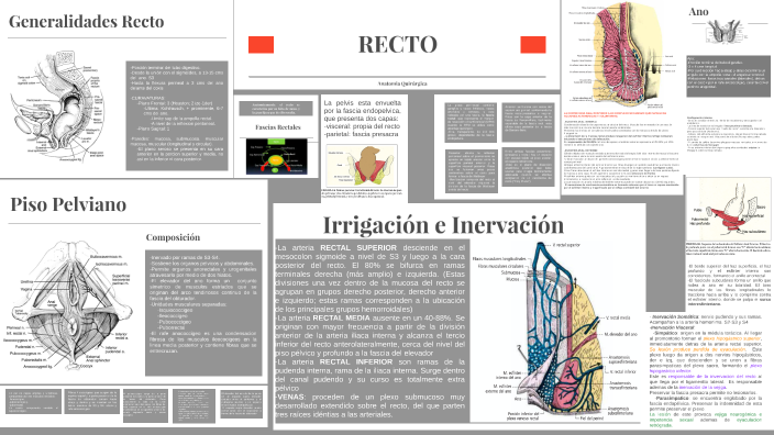 Anatomía de Recto by Gabriel Cayón on Prezi