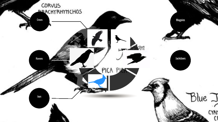 The Corvidae Family by Robert Rexha on Prezi