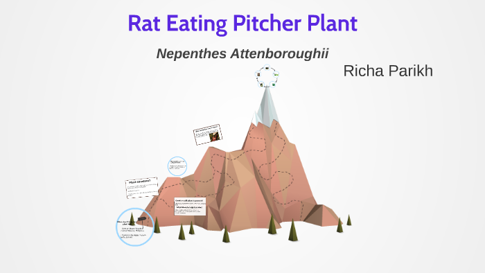 Rat Eating Pitcher Plant by Richa Parikh on Prezi