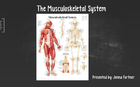 The Musculoskeletal System by Jenna Fortner on Prezi