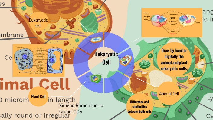 animal and plant eukaryotic cells by Ximena R on Prezi