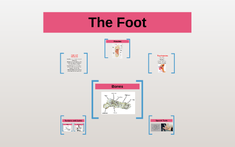 The Foot by Tyler Minetti on Prezi