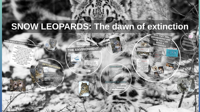 SNOW LEOPARDS the dawn of extinction by kimber nealy on Prezi