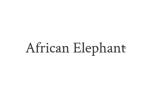 African Elephant by cody ison on Prezi
