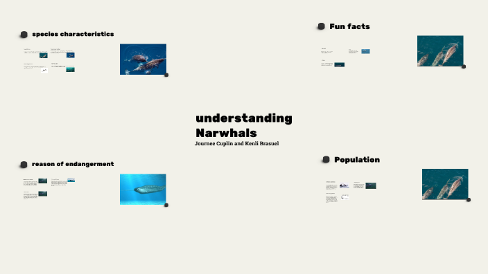 understanding Narwhals by Kenli Brasuel on Prezi