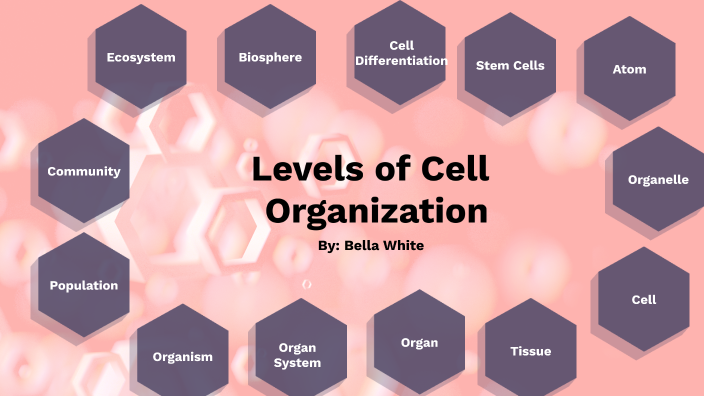 Levels of Cell Organization by Bella White on Prezi