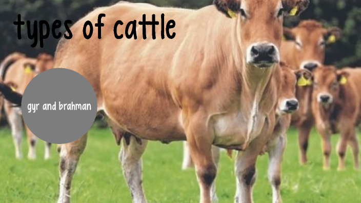 types of cattle by Jesus Quintero on Prezi