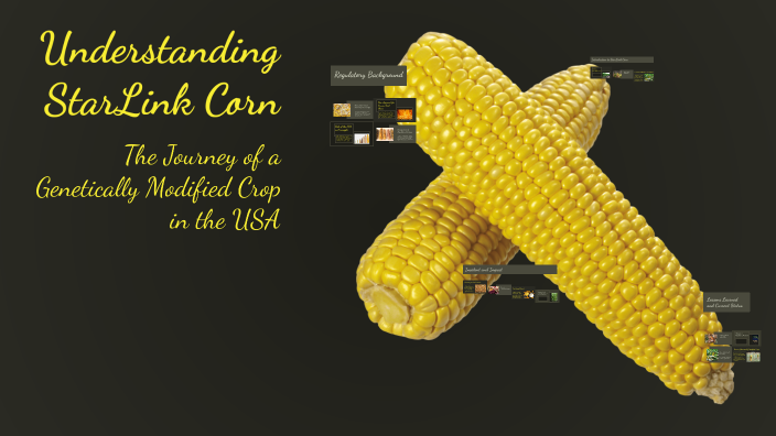 Understanding StarLink Corn by Martin Prifer on Prezi