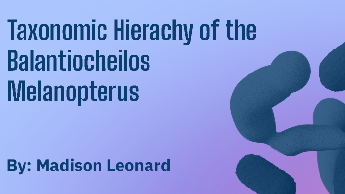 Taxonomic Hierachy of the Freshwater Fish by Madison Leonard on Prezi