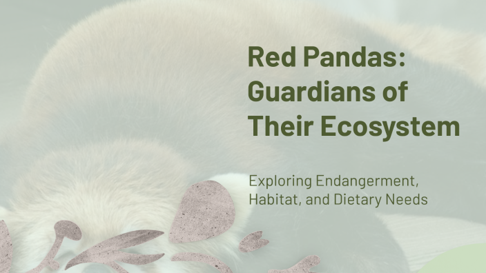 Red Pandas: Guardians of Their Ecosystem by riker kluba on Prezi