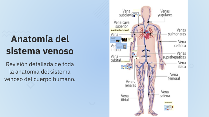 Anatomía del sistema venoso by Maria Astudillo on Prezi