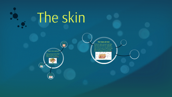 What is skin made of? by Starr Martin on Prezi