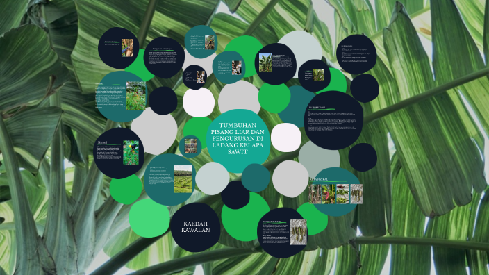 PEMBASMIAN PISANG LIAR by Muhammad Nasriq Mohd Idham Khalid on Prezi